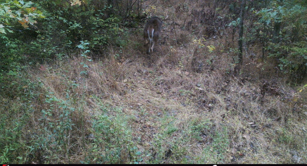 Deer Habitat: Identifying a Property's Strengths And Weaknesses Part 2 ...
