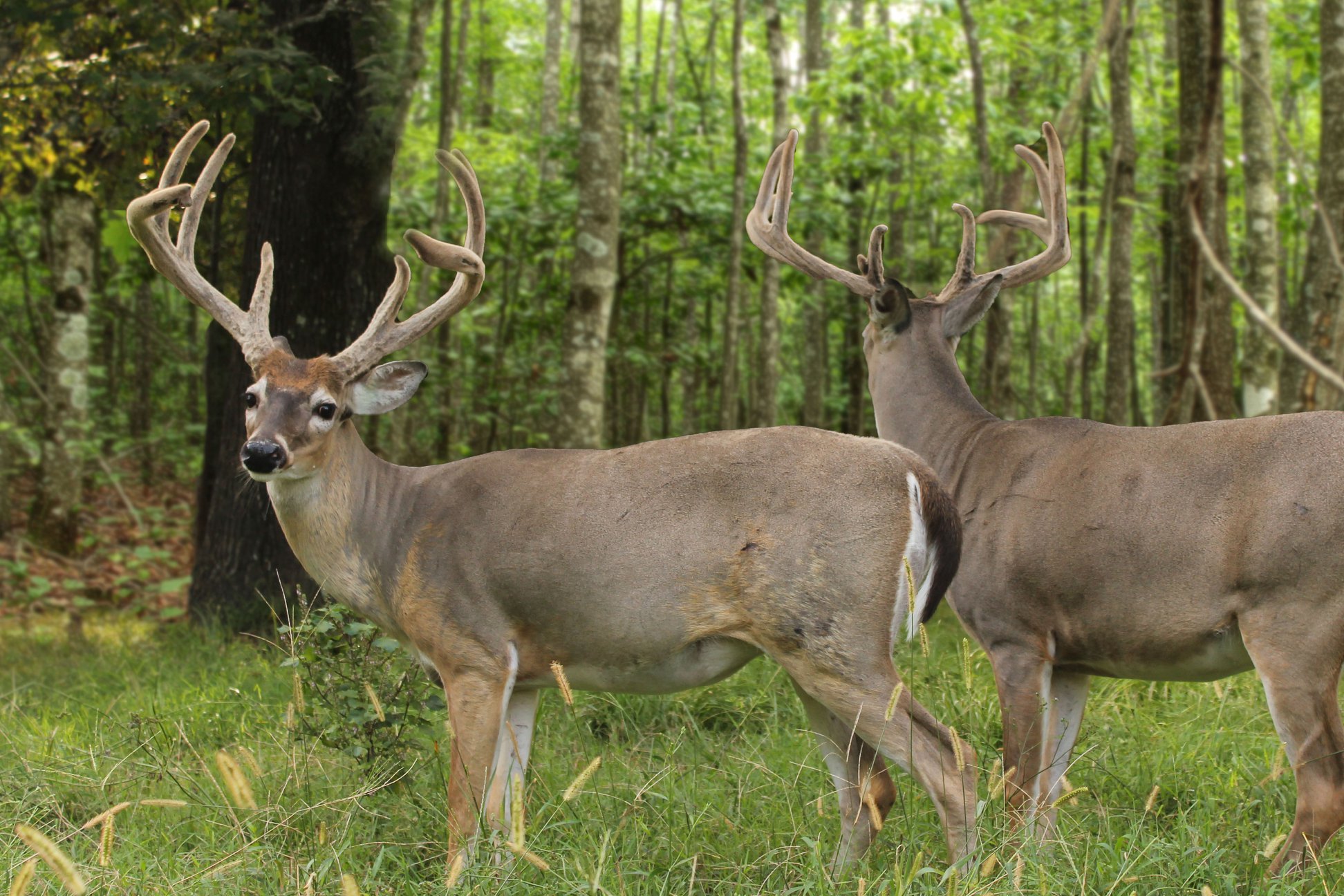 EP. 293: The Buck Bedding Truth | Truth From the Stand